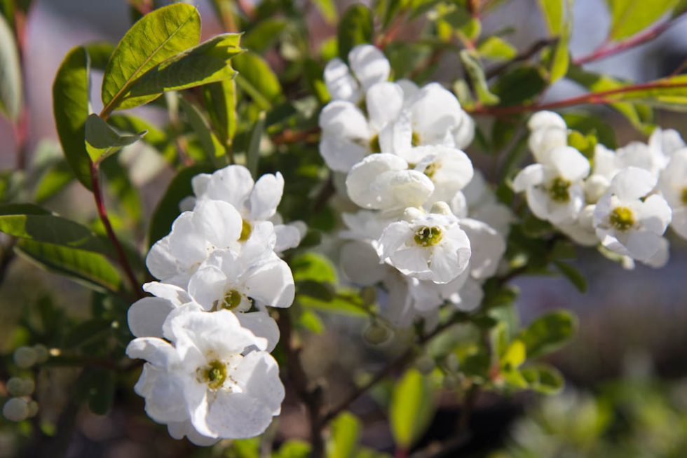 Struiken - Natuurlijk Sterker
