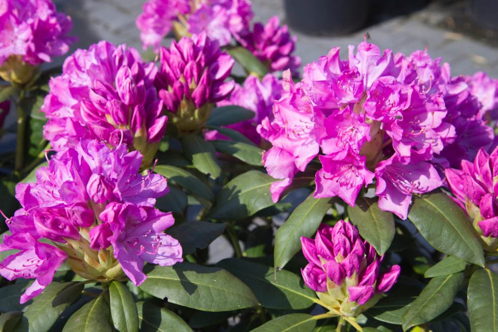 Struiken - Natuurlijk Sterker